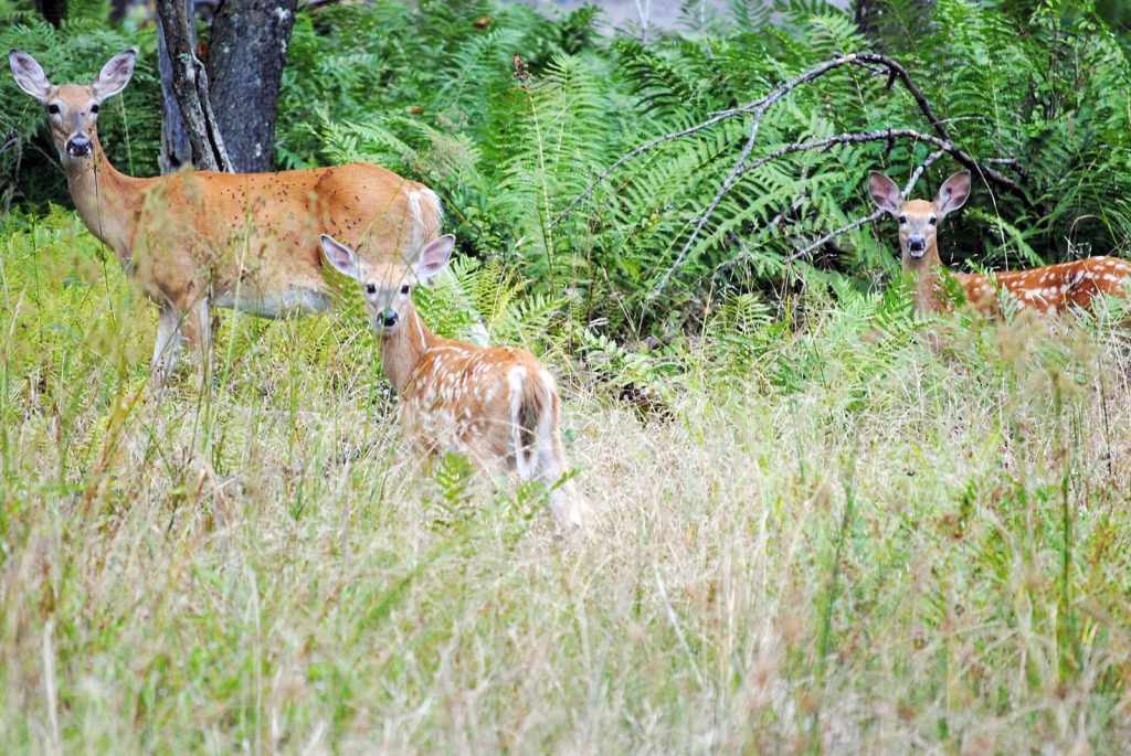 Summit doe and fawn; A pleasing but precarious pair - Herald-Standard